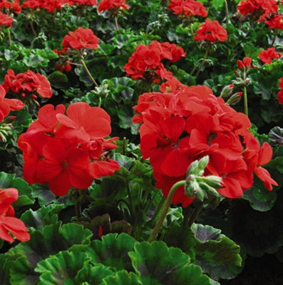 Geranium Best Red -24 Plug Plants - Summer Colour, Ideal For Patio ...