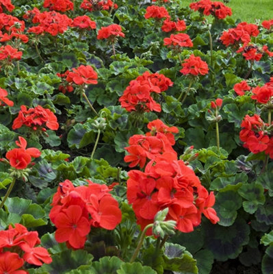 Geranium Best Red -24 Plug Plants - Summer Colour, Ideal For Patio ...