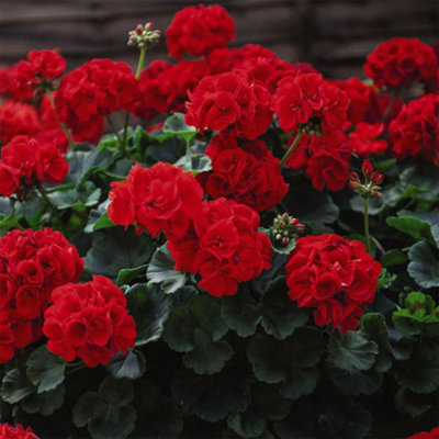 Geranium Best Red Garden Ready - 15 Plants