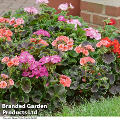 Geranium Black Velvet Mix 15 Garden Ready Plants | DIY at B&Q