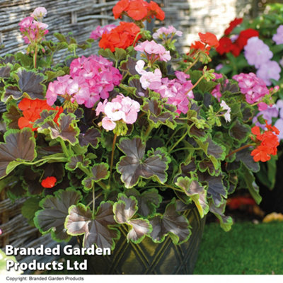 Geranium Black Velvet Mix 15 Garden Ready Plants