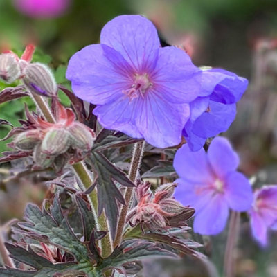 Geranium Boom Chocolatta - Purple Flowers, Deep Coloured Foliage ...