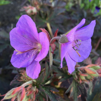 Geranium Boom Chocolatta - Purple Flowers, Deep Coloured Foliage ...
