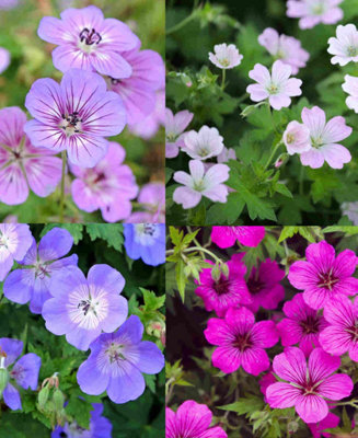 Geranium Breeders Mix - 5 Bare Roots