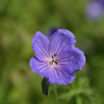Geranium Brookside Cranesbill 9cm Pot Perennial Plant