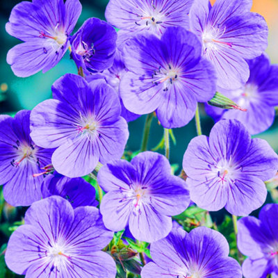 Geranium Brookside - Violet-Blue Flowers, Perennial, Hardy, Low ...