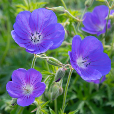 Geranium Brookside - Violet-Blue Flowers, Perennial, Hardy, Low ...