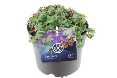 Geranium Ca Karmina, 17cm Pot Size, 30cm Tall, Geranium, Indoor Houseplant