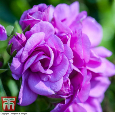 Geranium Cascading Rosebud Blue Sybil 5 Jumbo Plug Plant