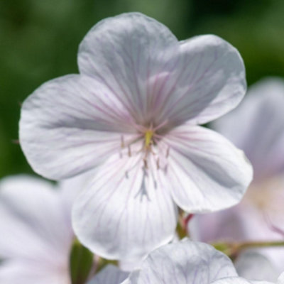 Geranium clarkei Kashmir White 2 Litre Potted Plant x 1