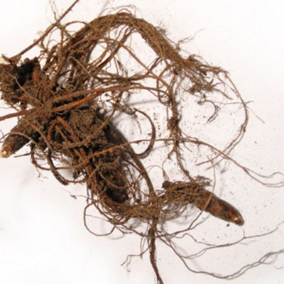 Geranium Collection 4 Bare Root Plants
