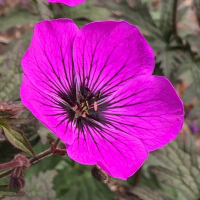 Geranium Dark Eyes - Hot Pink and Black Flowers, Hardy Plant, Compact ...