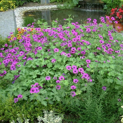 Geranium Dragon Heart Cranesbill 9cm Pot Perennial Plant