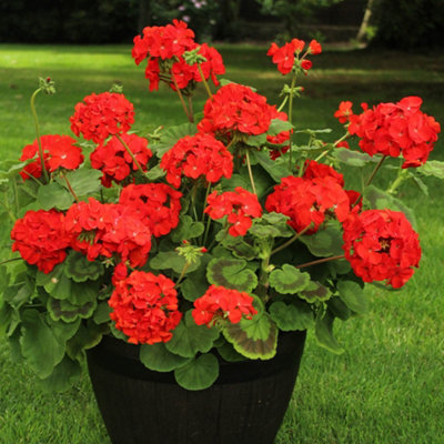 Geranium Fire Queen Vivid Red plug x 12