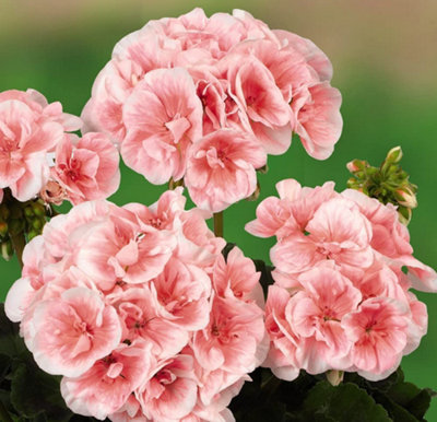 Geranium Grandeur Classic Salmon Picotee 1 Jumbo Plug Plant