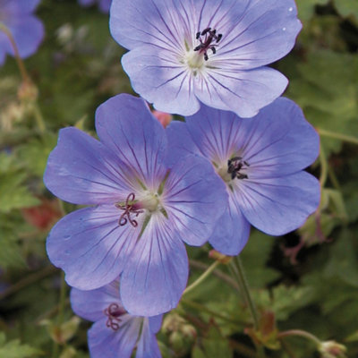 Geranium Hardy Rozanne 2 Litre Potted Plant x 3