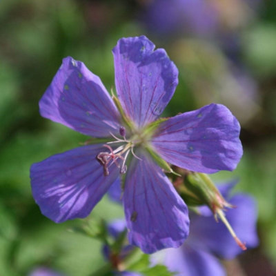 Geranium Himalayense Gravetye Cranesbill 9cm Pot Perennial Plant