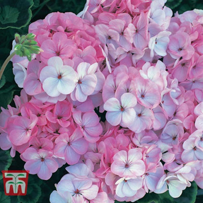 Geranium Horizon F1 Appleblossom 30 Garden Ready Plants | DIY at B&Q
