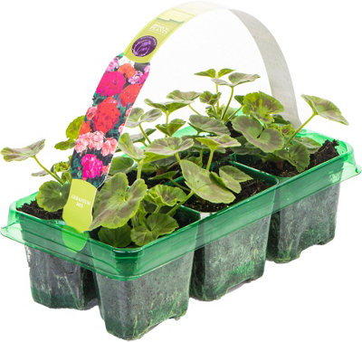 Geranium Horizon Mix Colourful Flowering Garden Ready Bedding Plants 6 Pack