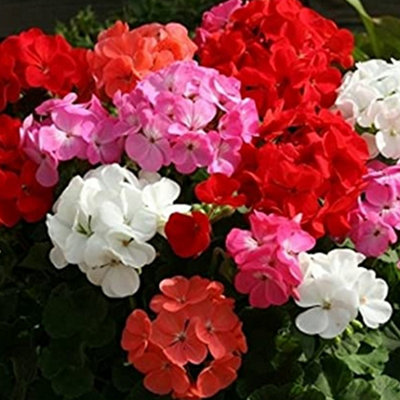 Geranium Horizon Mix Colourful Flowering Garden Ready Bedding Plants 6 Pack