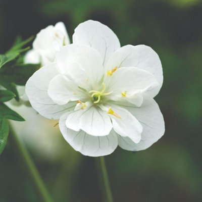 Geranium Laura 9cm Potted Plant x 1