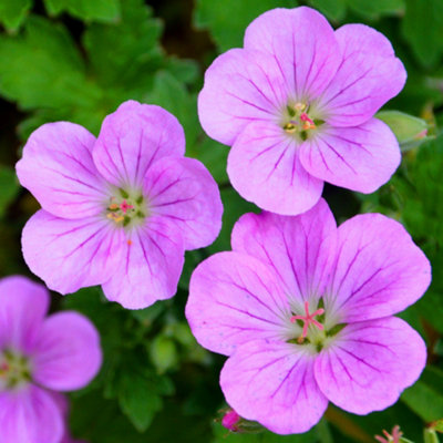 Geranium Mavis Simpson - Gorgeous Pink Flowers, Perennial Plant ...