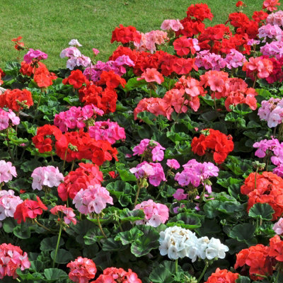 Geranium Mixed Bedding Plants 6 Pack - Garden Ready Summer Pelargoniums ...