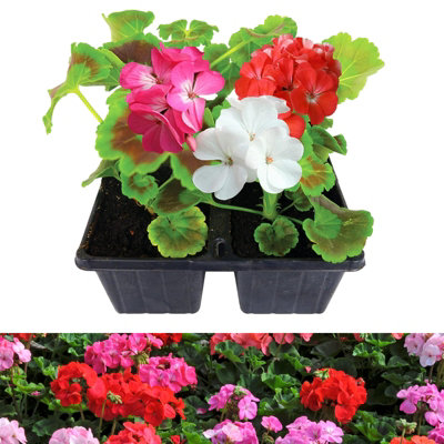 Geranium Mixed Bedding Plants 6 Pack - Garden Ready Summer Pelargoniums ...