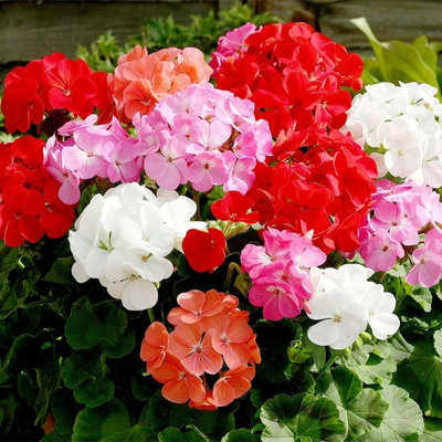 Geranium Mixed Bedding Plants 6 Pack - Garden Ready Summer Pelargoniums ...