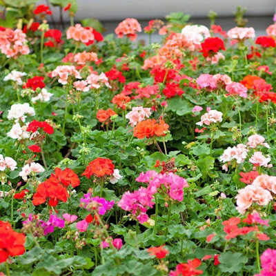 Geranium Mixed Bedding Plants 6 Pack - Garden Ready Summer Pelargoniums ...