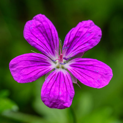 Geranium palustre - 3Ltr Potted - Marginal Aquatic Pond Plant