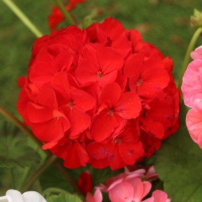 GERANIUM PARADE 24 PLUG PLANTS, GERANIUM PLANTS FOR GARDENS