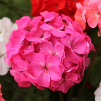 Geranium Parade 24 Plug Plants, Geranium Plants for Gardens