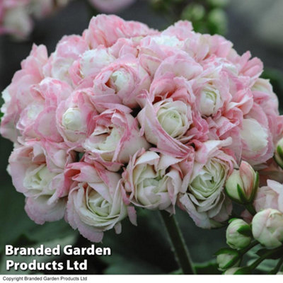 Geranium (Pelargonium) Appleblossom Rosebud 10 Jumbo Plug Plants (50mm ...