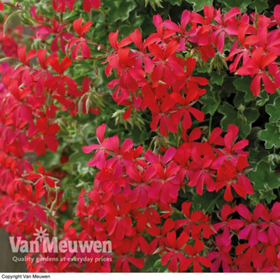 Geranium (Pelargonium) Balcon Red 5 Jumbo Plug Plants (50mm) | DIY at B&Q