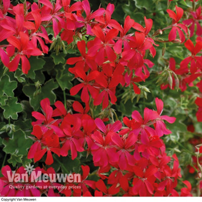Geranium Pelargonium Balcon Red 5 Jumbo Plug Plants 50mm