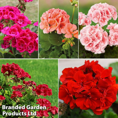 Geranium (Pelargonium) Giant Collection 30 Jumbo Plug Plants (50mm)