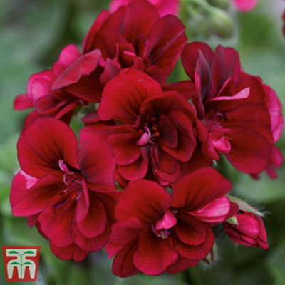 Geranium Pelargonium Grandeur Ivy Velvet 5 Jumbo Plug Plants 50mm