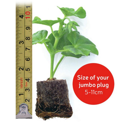 Geranium Pelargonium Grandeur Ivy Velvet 5 Jumbo Plug Plants 50mm
