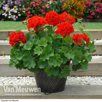 Geranium Pelargonium Power Red 5 Jumbo Plug Plants 50mm | DIY at B&Q