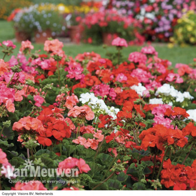 Geranium (Pelargonium) Zonal JackPot Mix 15 Plants (15 Garden Ready ...