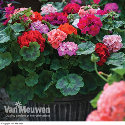 Geranium (Pelargonium) Zonal JackPot Mix 30 Plants (15 Garden Ready ...