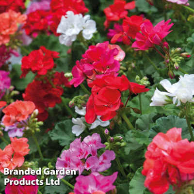 Geranium Pelargonium Zonal JackPot Mixed 24 Plug Plants - Summer Colour ...