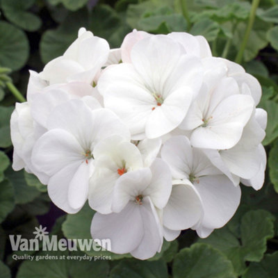 Geranium Pelargonium Zonal JackPot Mixed 24 Plug Plants - Summer Colour ...