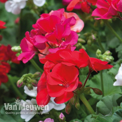Geranium Pelargonium Zonal JackPot Mixed 6 Plug Plants - Summer Colour ...