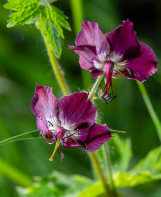 Geranium Phaeum Samobor - Dusky Cransbill 3 x 9cm pots