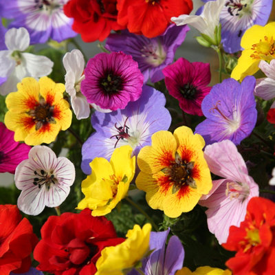 Geranium & Potentilla 'Festival Mix' x 6 Bare Root Plants