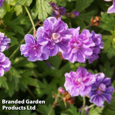 Geranium pratense Birchs Double (Hardy) 3 Bare Roots