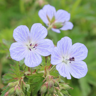 Geranium Pratense Mrs Kendall Clark Meadow Cranesbill 9cm Pot Perennial ...