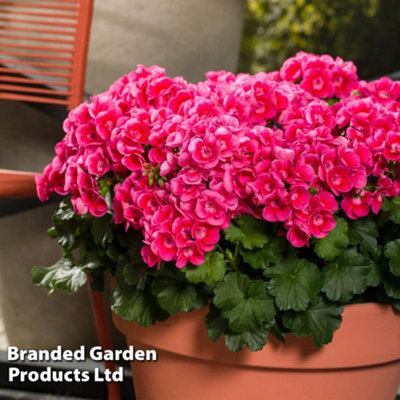 Geranium Pretty Little Pink Splash 6 Jumbo Plug Plant | DIY at B&Q